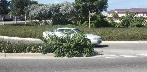 Roundabout shrubbery to be removed - Cayman Compass