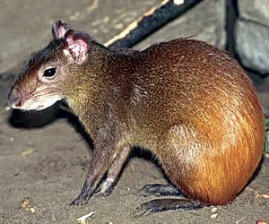 Secret life of agoutis - Cayman Compass