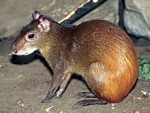 Secret life of agoutis - Cayman Compass