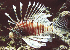 Cayman dive operators offer special lionfish culling course - Cayman ...