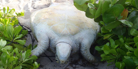 Poached sea turtles rescued - Cayman Compass