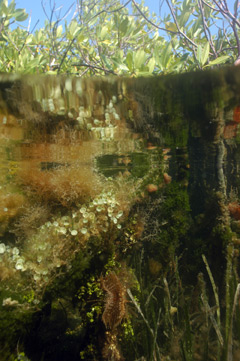 A journey into the mangroves - Cayman Compass