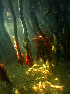 A journey into the mangroves - Cayman Compass