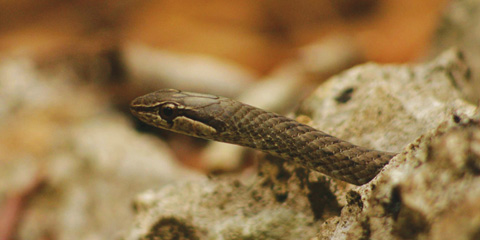 Know Your Islands: These racer snakes play dead - Cayman Compass