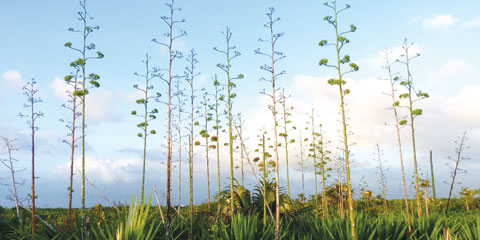 Know Your Islands: Cayman Christmas trees - Cayman Compass
